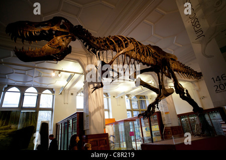 T-Rex skeleton at Manchester Museum Stock Photo - Alamy