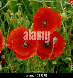 Papaver Rhoeas. Red Poppy flowers in an english wildflower garden ...