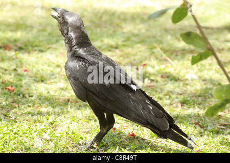 Fan-tailed raven (Corvus rhipidurus) in flight, diving through the air ...