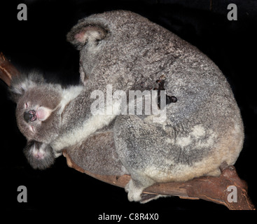 Two koalas sleeping on eucalyptus tree at Taronga Zoo, Sydney, Australia. Australian wildlife in ...