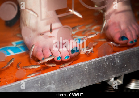 Fish Spa Pedicure, Rufa Garra Nibble Skin Off Man's Feet Stock Photo ...