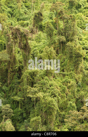Aerial view of dense tropical cloud forest in Central America ...