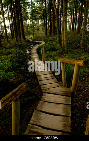 Wooden Walkway Through Forest Stock Photo - Alamy