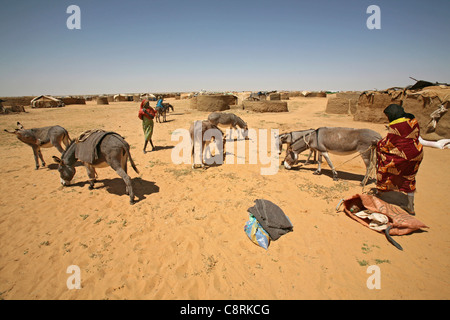 livestock in Chad Stock Photo - Alamy