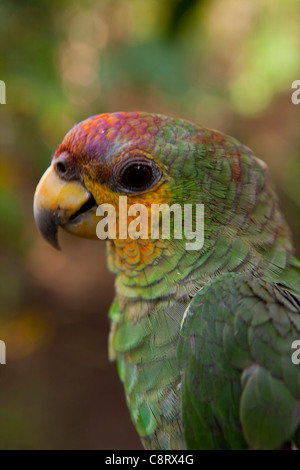 parrot in the Amazone, Brazil Stock Photo - Alamy