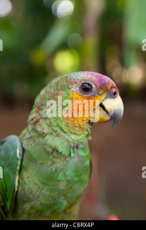 parrot in the Amazone, Brazil Stock Photo - Alamy