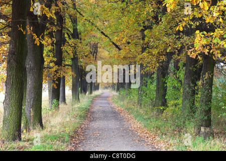 Autumn lane with old oak trees on both sides Quercus robur Stock Photo ...