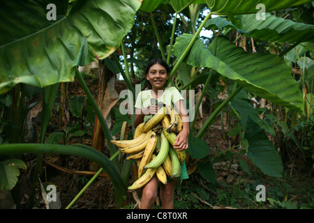 Bananas are an important export products, Colombia Stock Photo - Alamy