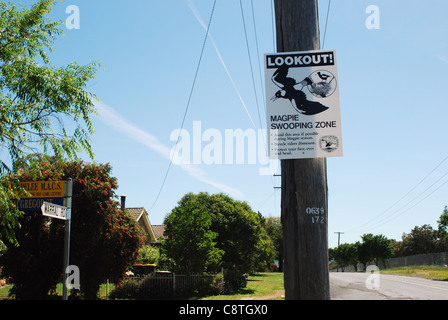 Warning Sign Australian Magpie Gymnorhina tibicen Stock Photo - Alamy