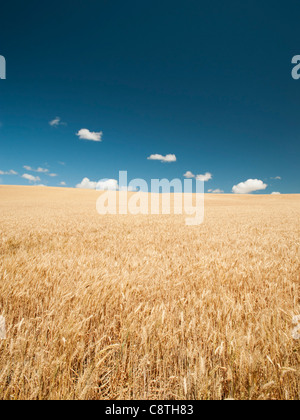 A field of wheat under a bright blue sky near Colfax, Washington Stock ...