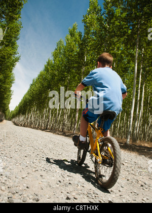 USA, Oregon, Boardman, Boy riding bike between poplar trees in tree ...