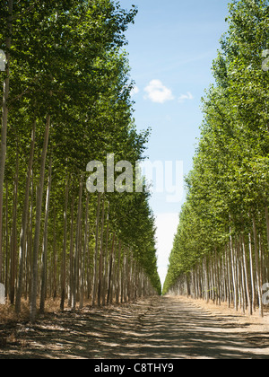 USA, Oregon, Boardman, Orderly rows of poplar trees in tree farm Stock ...