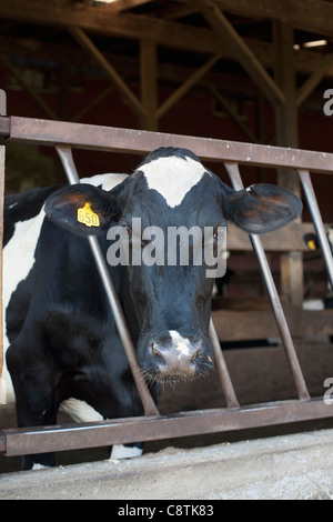 Livestock,Dairy Cow,New York,Granville Stock Photo - Alamy