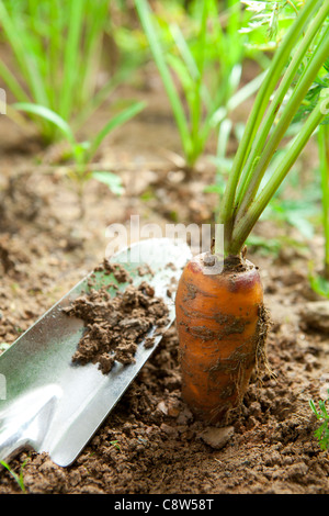 Organic Carrot On Mud Stock Photo - Alamy