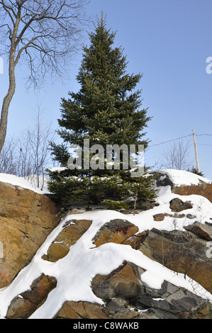 evergreen trees growing out of rocks on a cliff Stock Photo - Alamy
