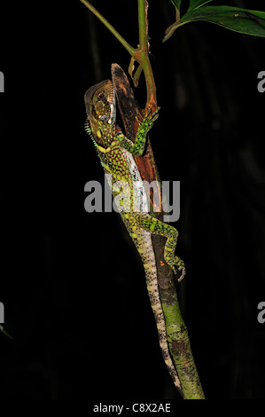 Amazon Forest Dragon (Enyalioides species), amongst ground litter on ...
