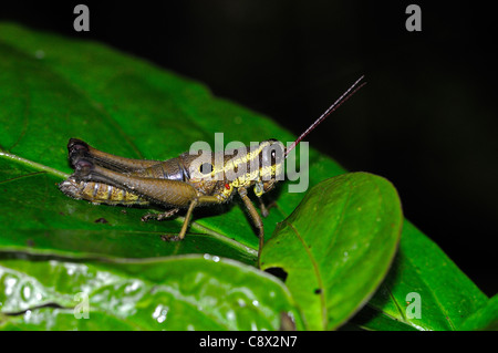 Acridid Short-horned Grasshopper (Acrididae) flightless, amongst Stock ...