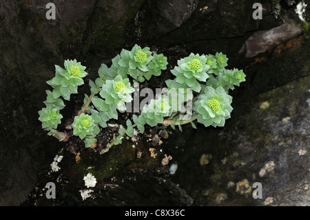 Roseroot (Sedum rosea, Rhodiola rosea) growing on a rocky ledge on the ...