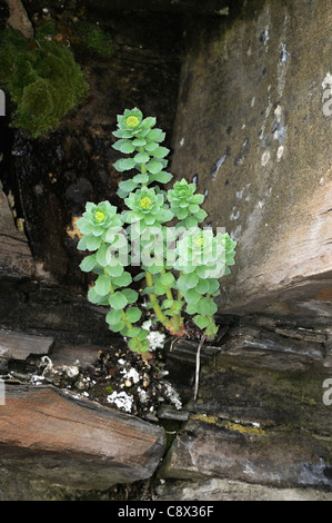 Roseroot (Sedum rosea, Rhodiola rosea) growing on a rocky ledge on the ...
