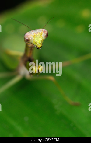 Close up of a the head of a praying mantis, isolated on a blurred green ...