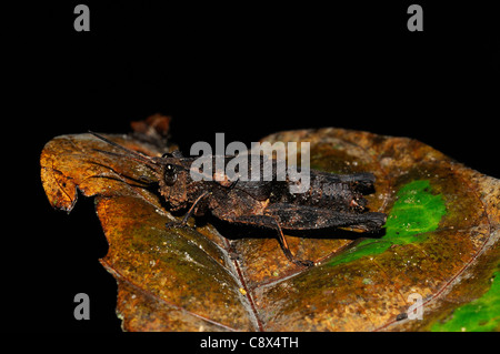 Acridid Short-horned Grasshopper (Acrididae) Yasuni National Park ...