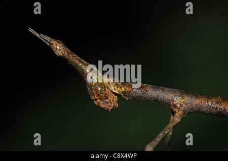 Proscopiid Grasshopper or Jumping Stick Insect (Apioscelis species) at ...
