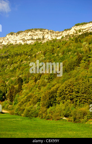 Aspen and evergreen trees in Trentino Alto Adige, Italy Stock Photo - Alamy