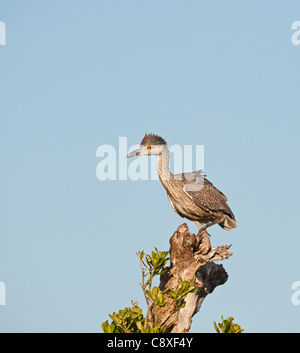 Immature Yellow-crowned Night-Heron (Nyctanassa violacea) on the rocky ...
