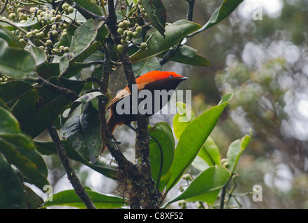 Satinbird (formerly calCrested Bird of Paradise) ecnemophilus ...