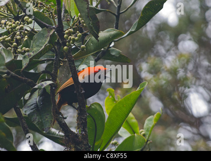 Satinbird (formerly calCrested Bird of Paradise) ecnemophilus ...