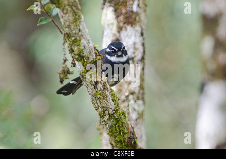 Friendly Fantail (Rhipidura albolimbata) Tari Southern Highlands, Papua ...