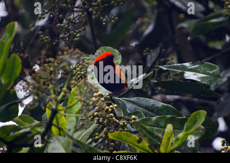 Satinbird (formerly calCrested Bird of Paradise) ecnemophilus ...