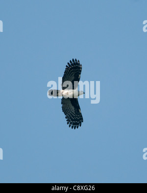 Gray-headed Kite (Leptodon cayanensis) Aves Stock Photo - Alamy