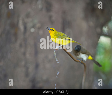 Spectacled weaver (Ploceus ocularis) Masai Mara Kenya Stock Photo - Alamy