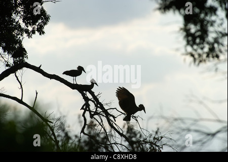 Hammerkop Scopus umbretta Kenya Stock Photo - Alamy