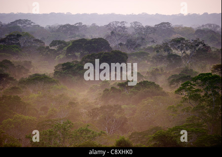 Primary lowland tropical rainforest at dawn, Tambopata, Amazon, Peru ...