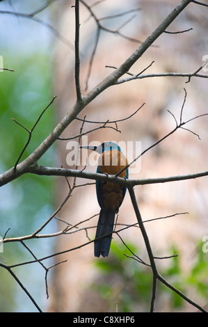 Great Jacamar (Jacamerops aureus Stock Photo - Alamy
