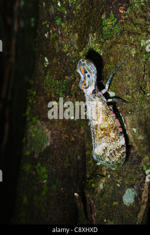 Lantern Fly (Alligator Bug) Fulgora laternaria Tambopata Amazon Peru ...