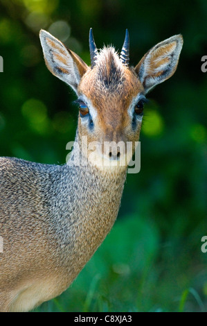 Kirks Dik Dik Rhynchotragus kirki Masai Mara wildlife reservation Kenya ...