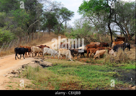Cattle farming on Zimbabwean safari ranch Stock Photo - Alamy