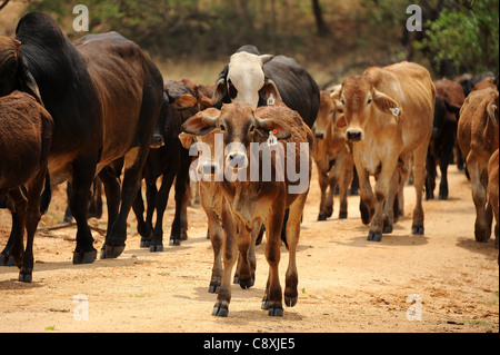 Cattle farming on Zimbabwean safari ranch Stock Photo - Alamy