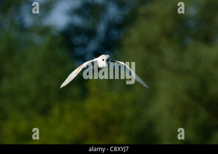 Barn owl (Tyto alba) hunting near buildings Stock Photo - Alamy