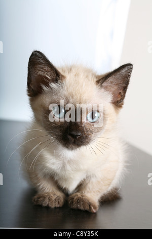 Short Munchkin Cat white legs, standing with angry face on Isolated ...