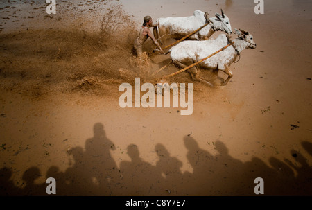 Runway cows, cow racing Riders who are serious about controlling speed ...