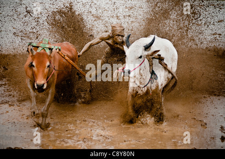 Runway cows, cow racing Riders who are serious about controlling speed ...