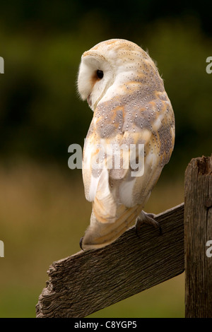 Barn owl (Tyto alba) hunting near buildings Stock Photo - Alamy