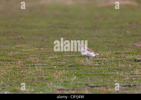 Mountain Plover (Charadrius montanus), juvenile on the Carrizo Plain ...