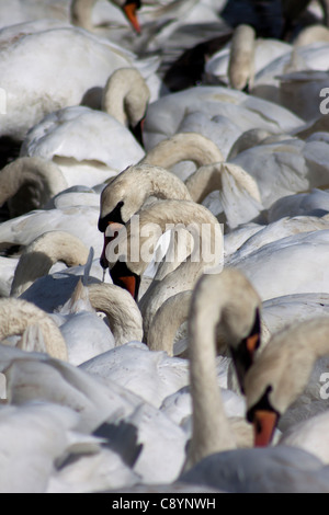A large group of white swans gathering to eat food thrown into the ...