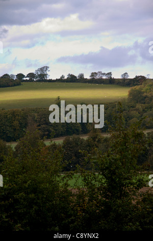 Mystic hidden forest. Green grass growing in the forest Stock Photo - Alamy