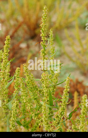 Marsh Dock, rumex palustris Stock Photo - Alamy